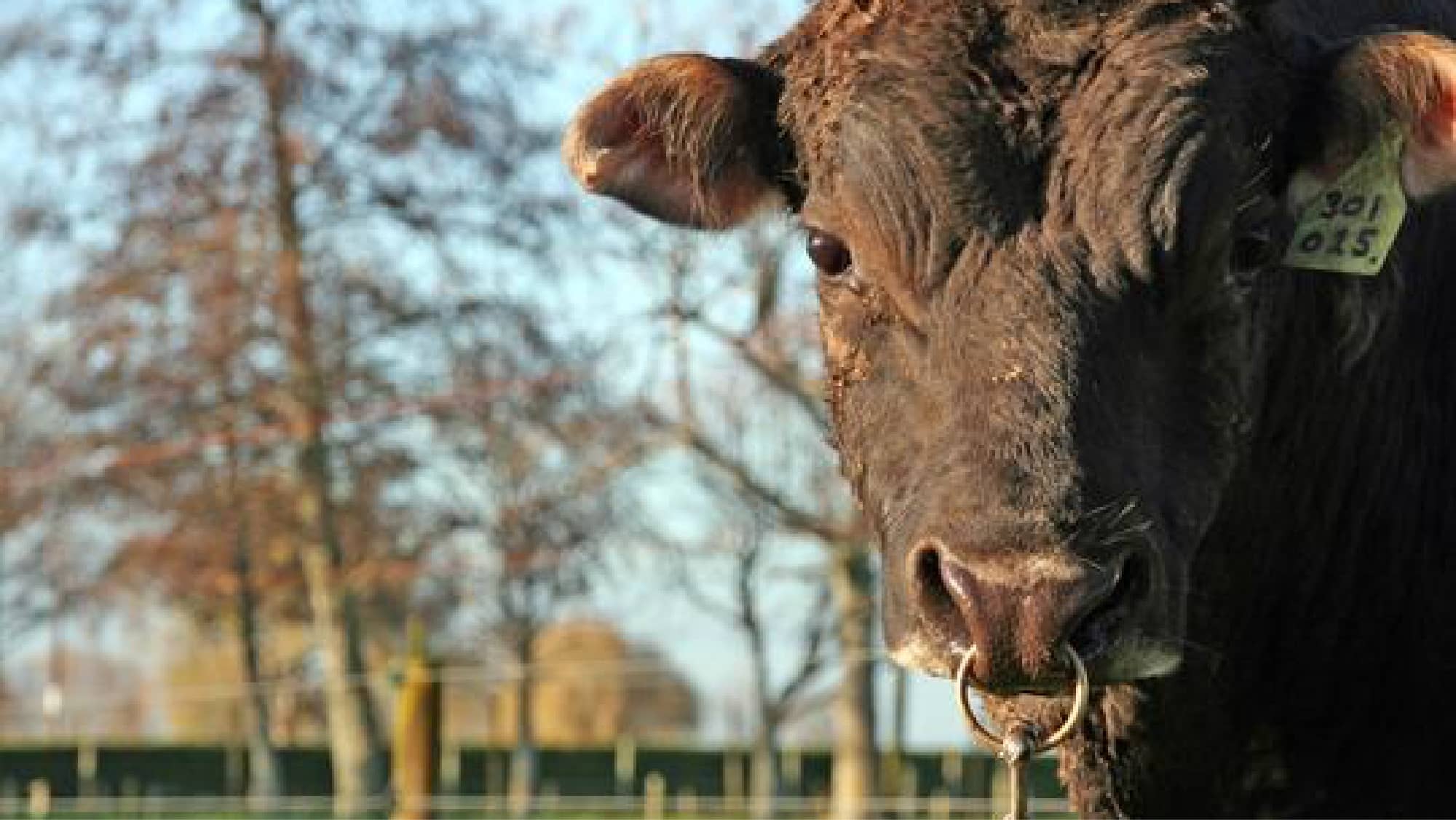 SGL Bull Semen Hereford Dairy BW Breeding Worth | LIC Bulls