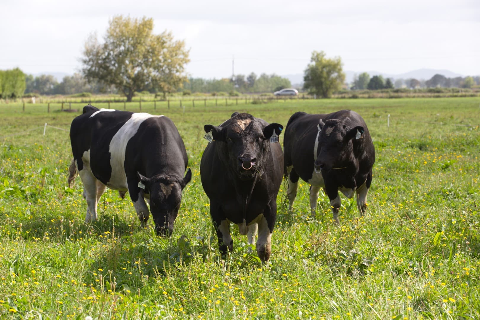 Jersey Holstein-Friesian Ayrshire KiwiCross Bulls UK | LIC Cow Breeding