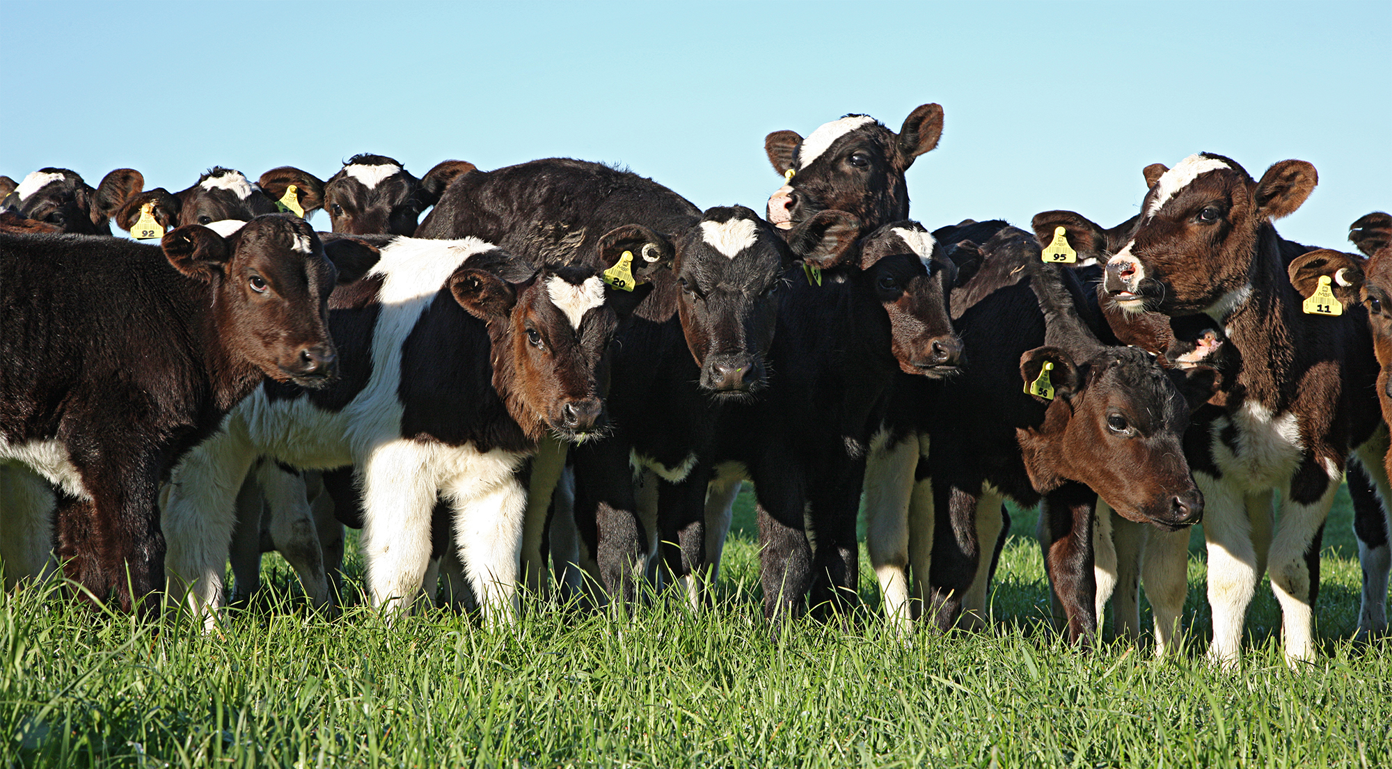 Artificial Selection Cows Artificial Cow Breeding UK | LIC New Zealand