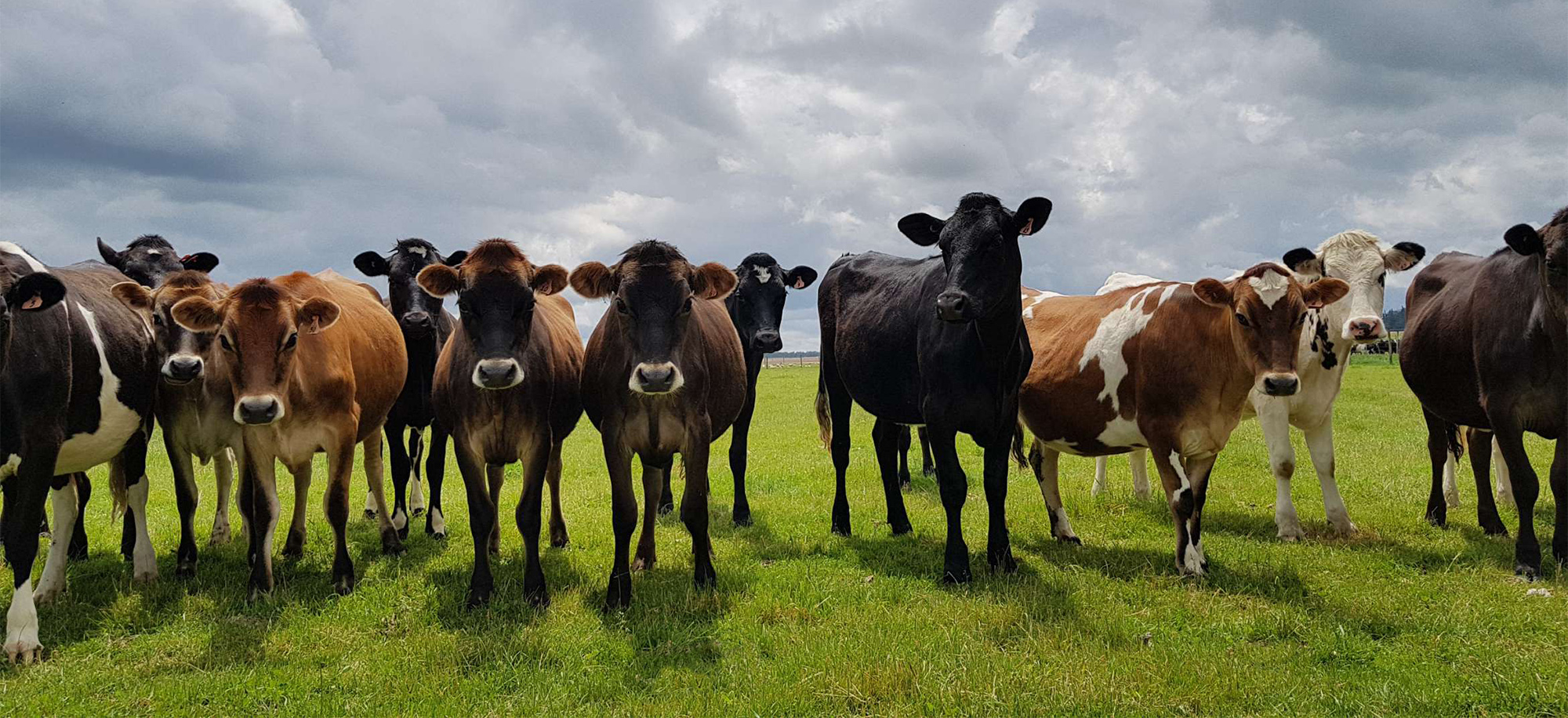 Cow Herd Inbreeding Calculator UK | Dairy Cattle Reproduction | LIC