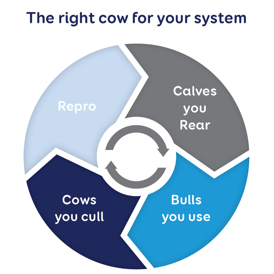 Breed The Best Cows In The UK | LIC's Herd Improvement Tool | LIC UK