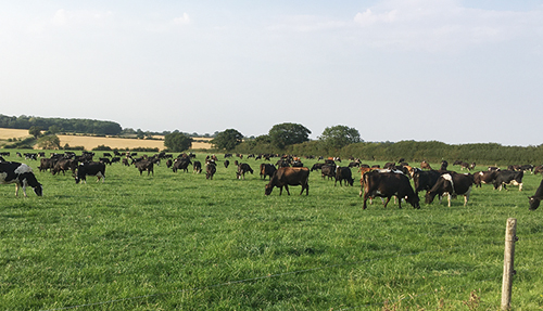 LIC Marks 25 Years Supporting British Dairy Farmers | LIC UK