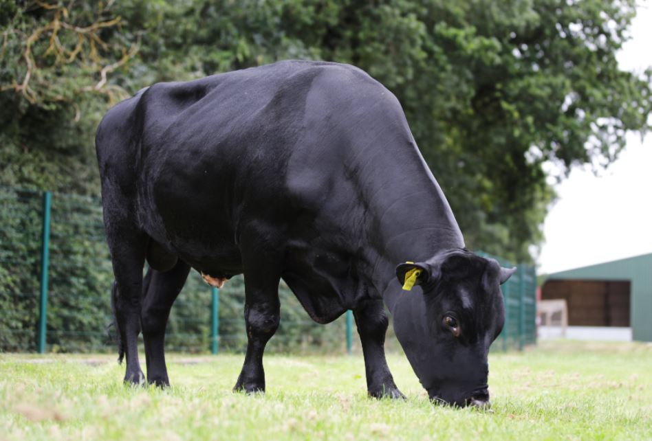 Irish Bred Bulls The Forwards Bull Team | LIC's European Genomic Bulls
