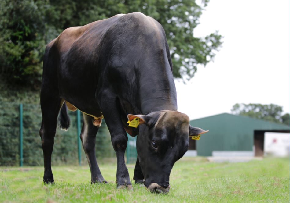 Irish Bred Bulls The Forwards Bull Team | LIC's European Genomic Bulls