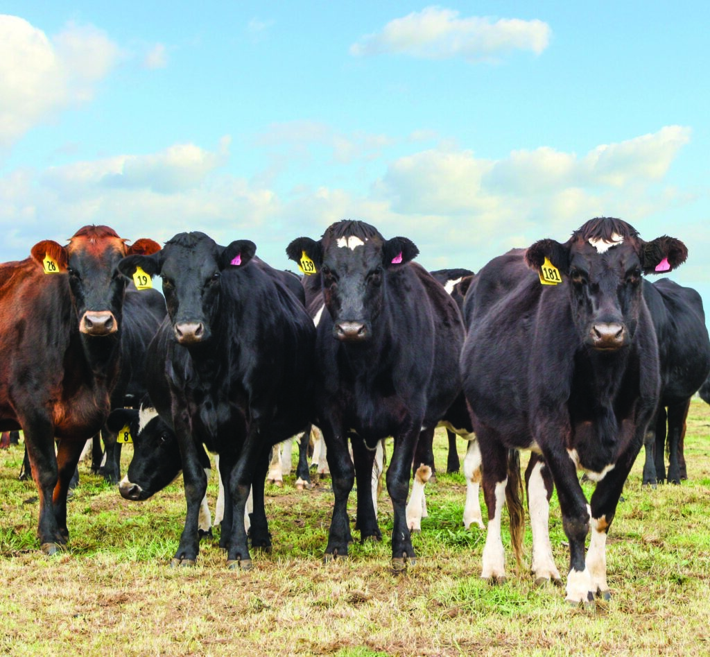 UK Farm Consultants & Breeding | Contact Livestock Improvement | LIC