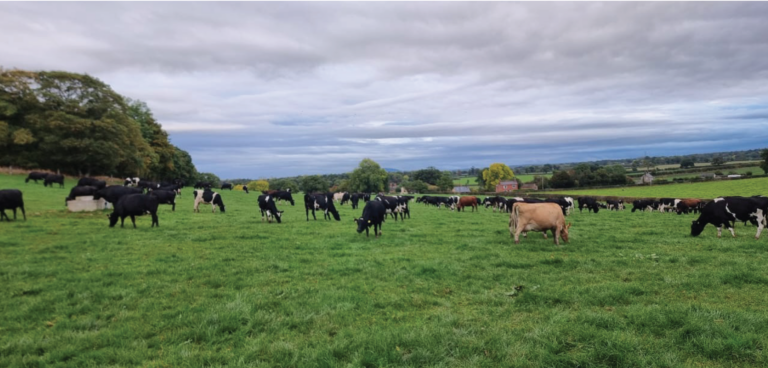 Improved Dairy Cow Production Breeding & Farm Management | LIC