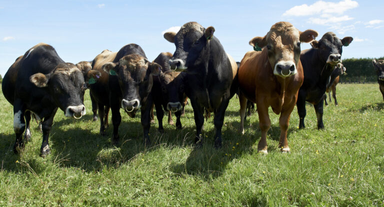 Improved Dairy Cow Production Breeding & Farm Management | LIC