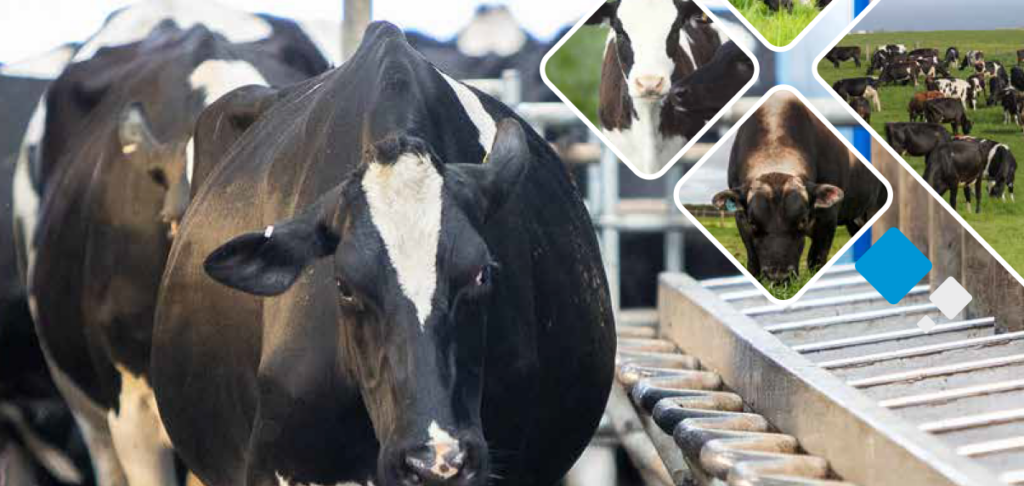 Improved Dairy Cow Production Breeding & Farm Management | LIC