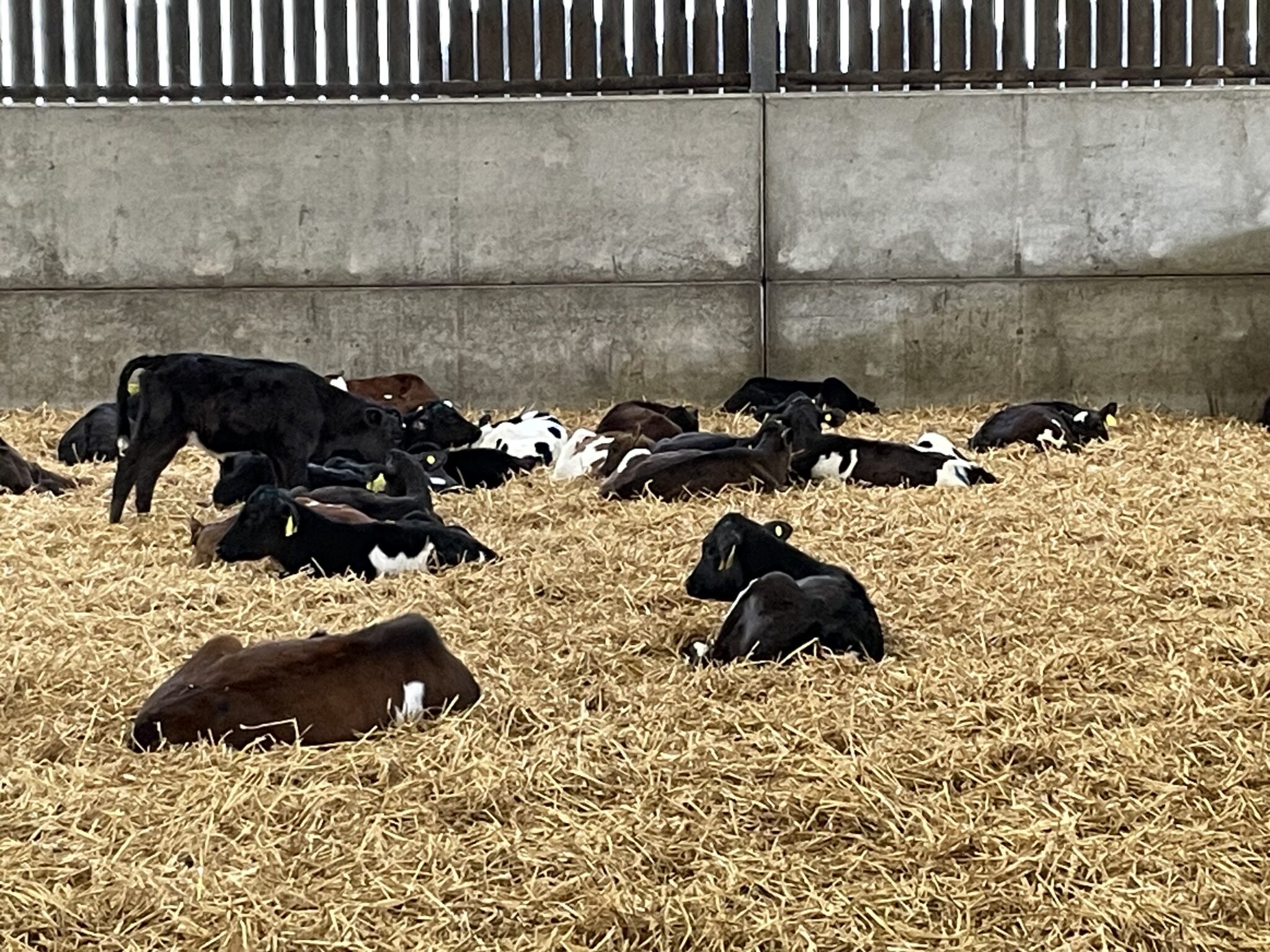 Block Calving System | Walford College Monitor Dairy Farm UK | LIC