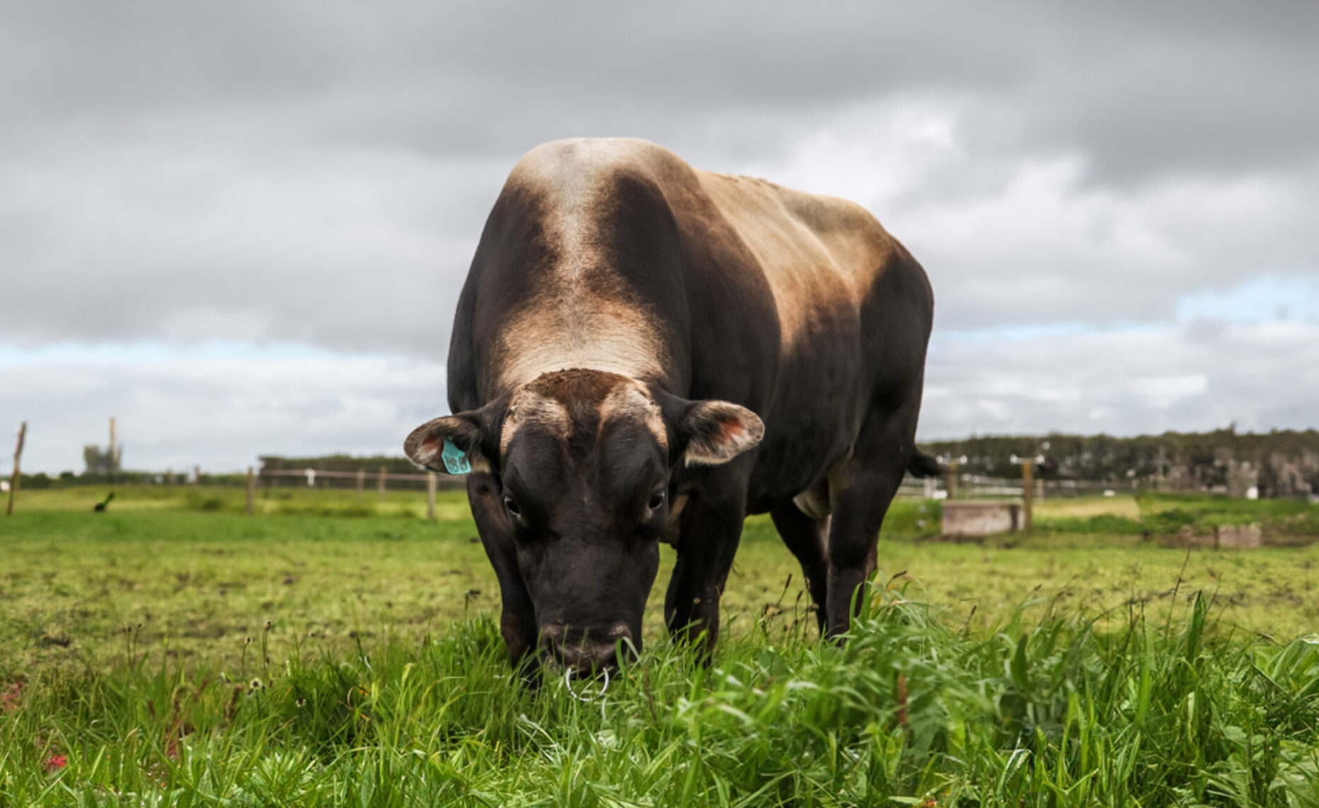 SGL Bull Semen Hereford Dairy BW Breeding Worth | LIC Bulls