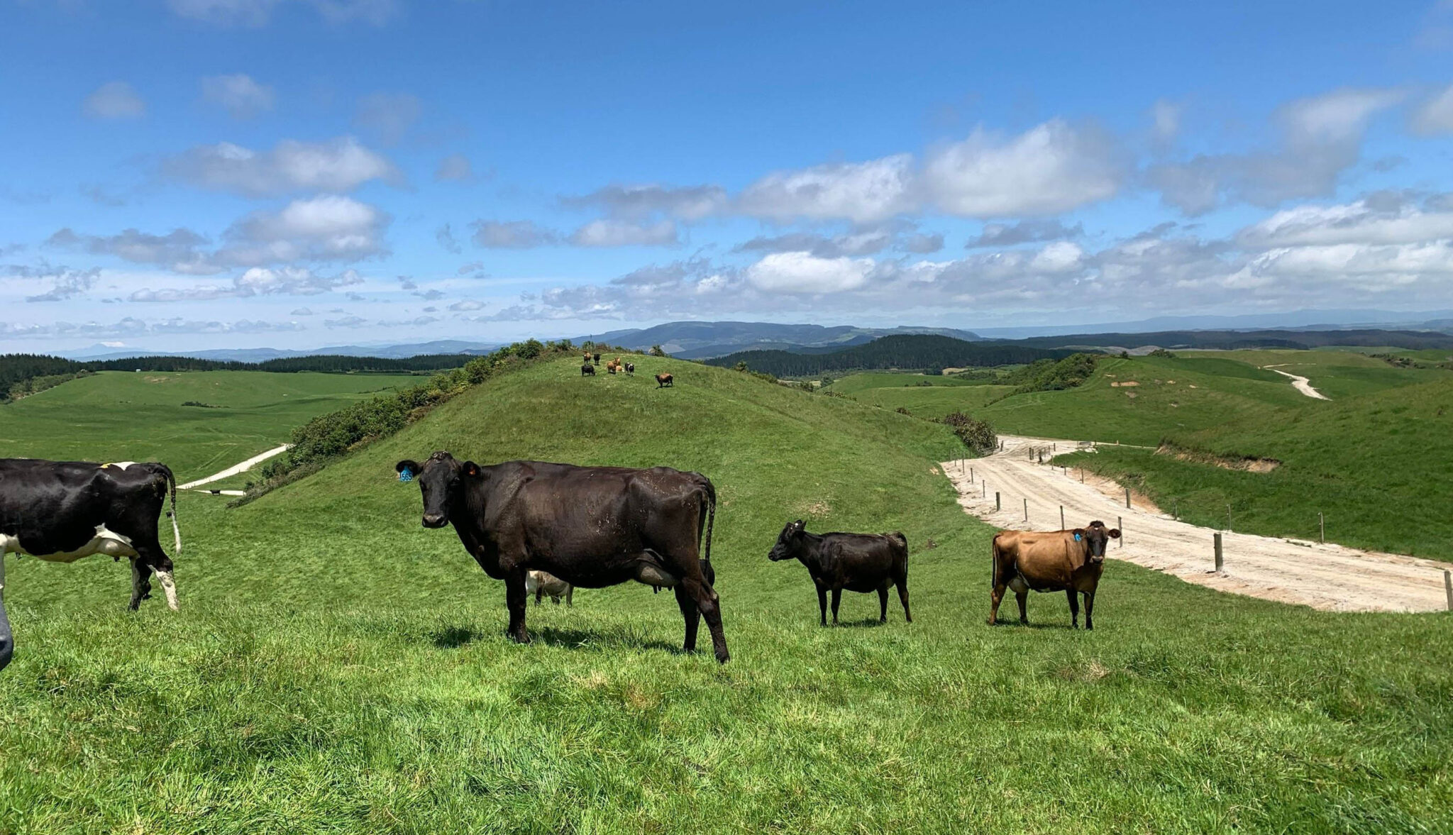 Improved Dairy Cow Production Breeding & Farm Management | LIC