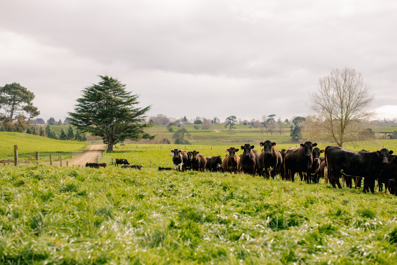 Improved Dairy Cow Production Breeding & Farm Management | LIC
