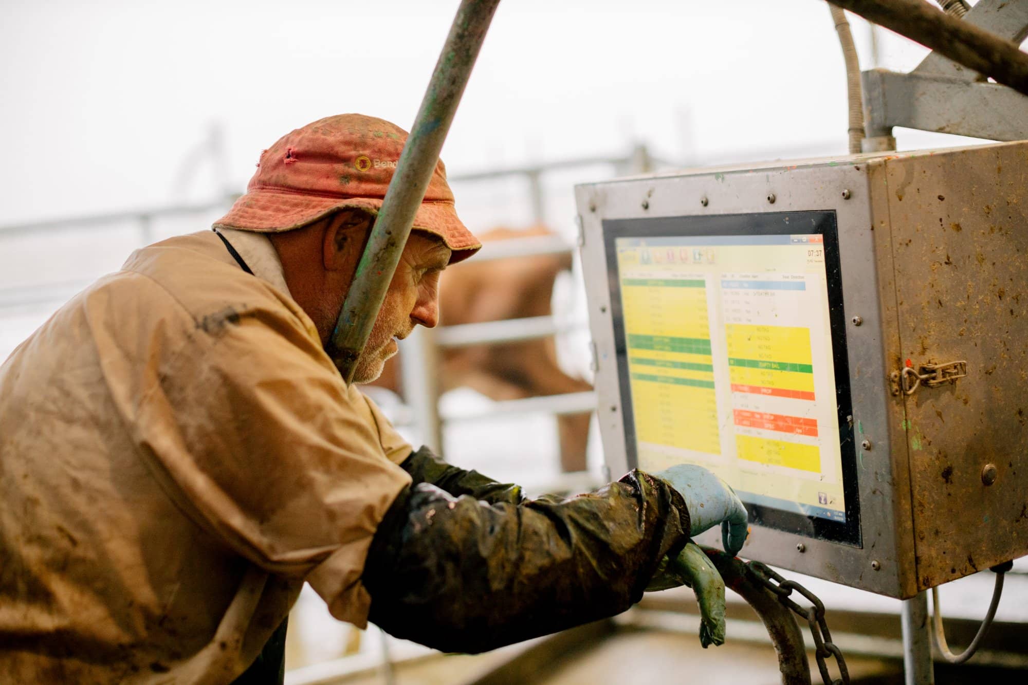 Dairy Herd Breeding Reproduction Tools UK | LIC Livestock Improvement