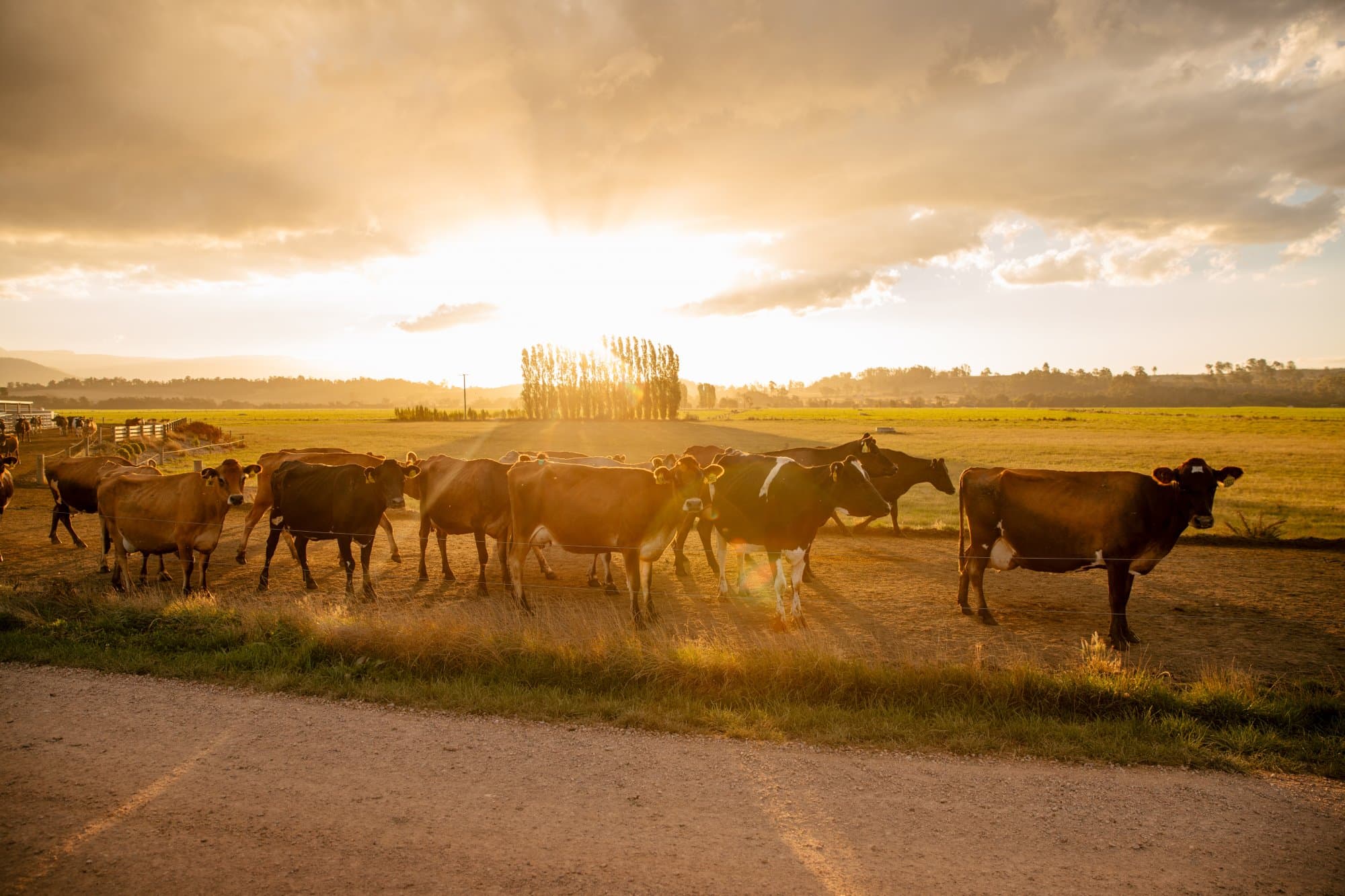 Improved Dairy Cow Production Breeding & Farm Management | LIC